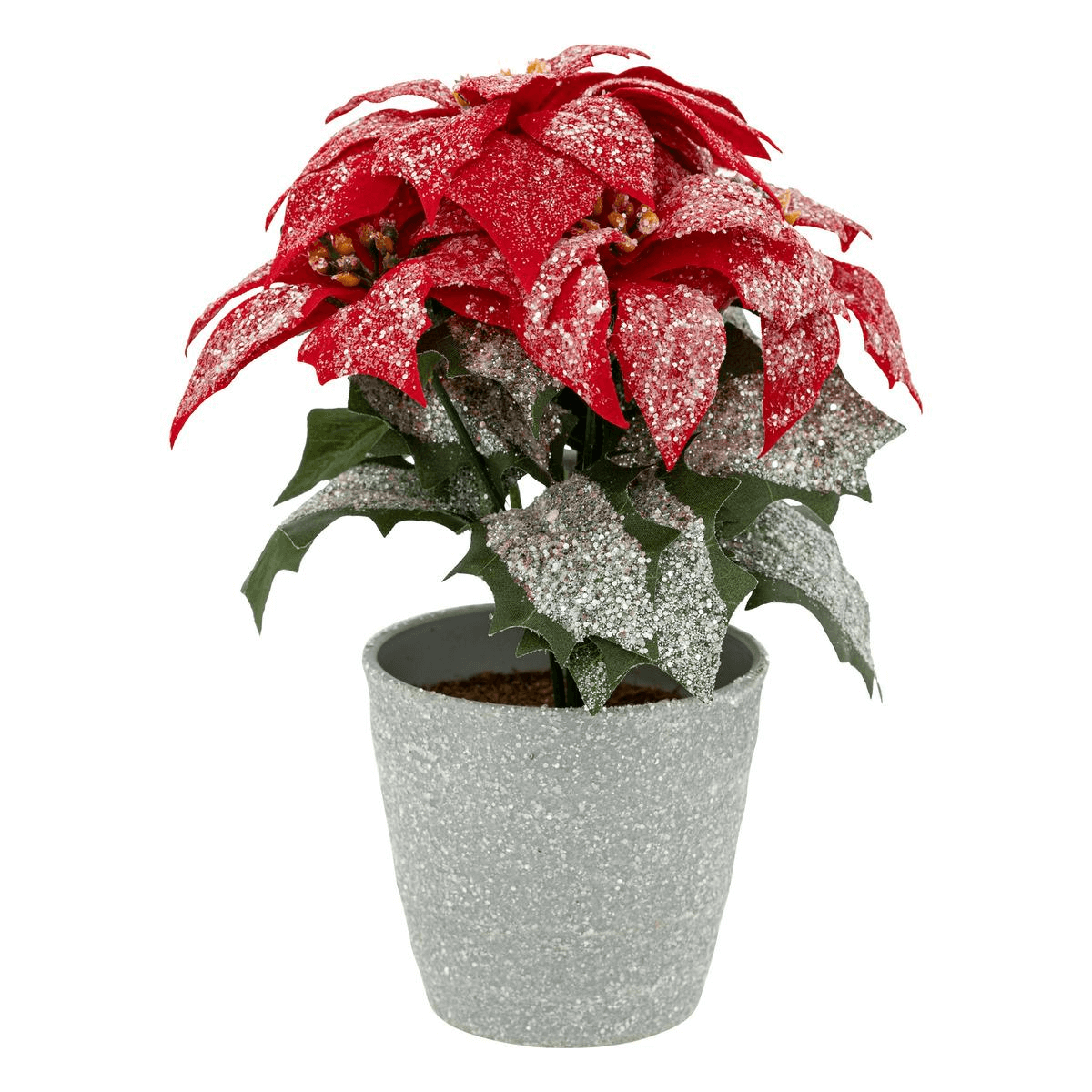 POINSETTIA BCH IN POT 17X17X22 | M&C Home Depot